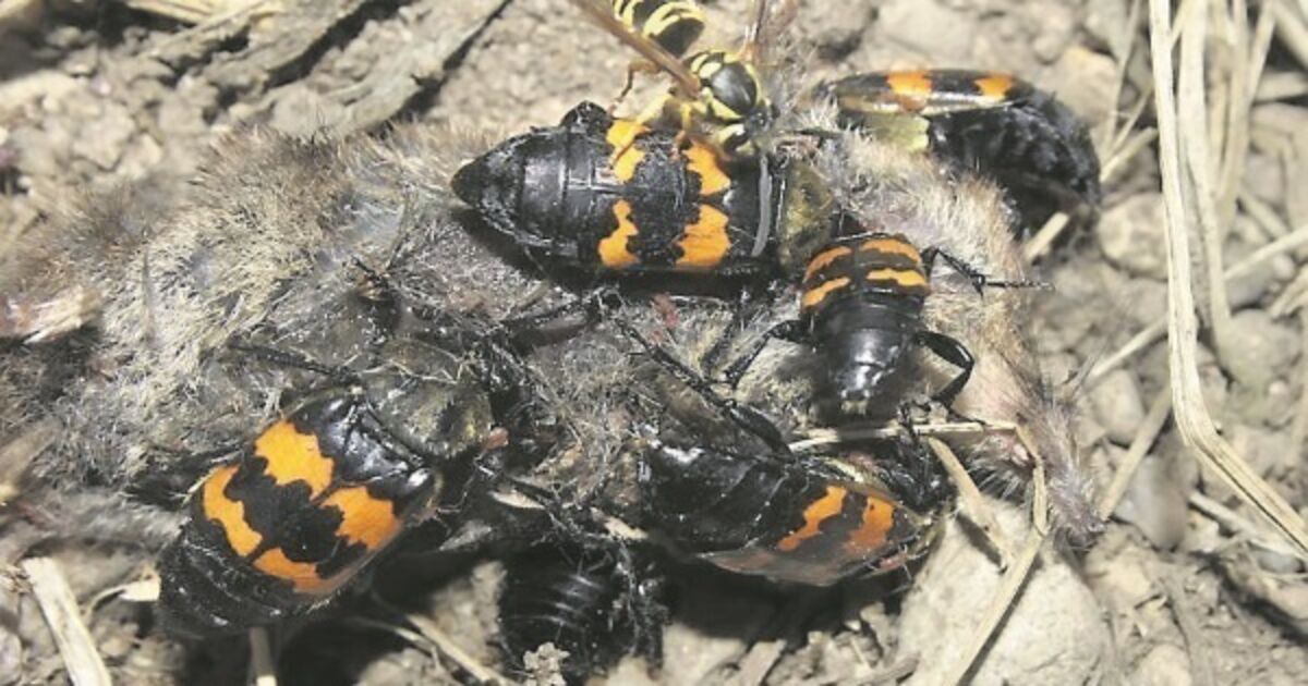 Sexton beetle's responsible parenthood is rare in the insect world