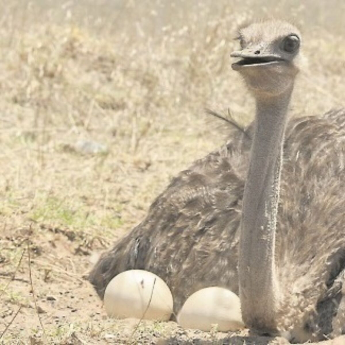 Ostrich Laying Eggs