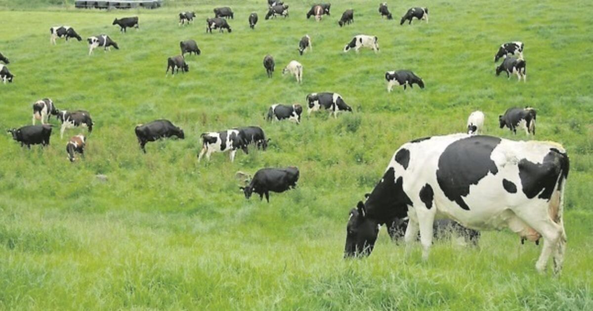 Poaching problems as weather hits cow grazing