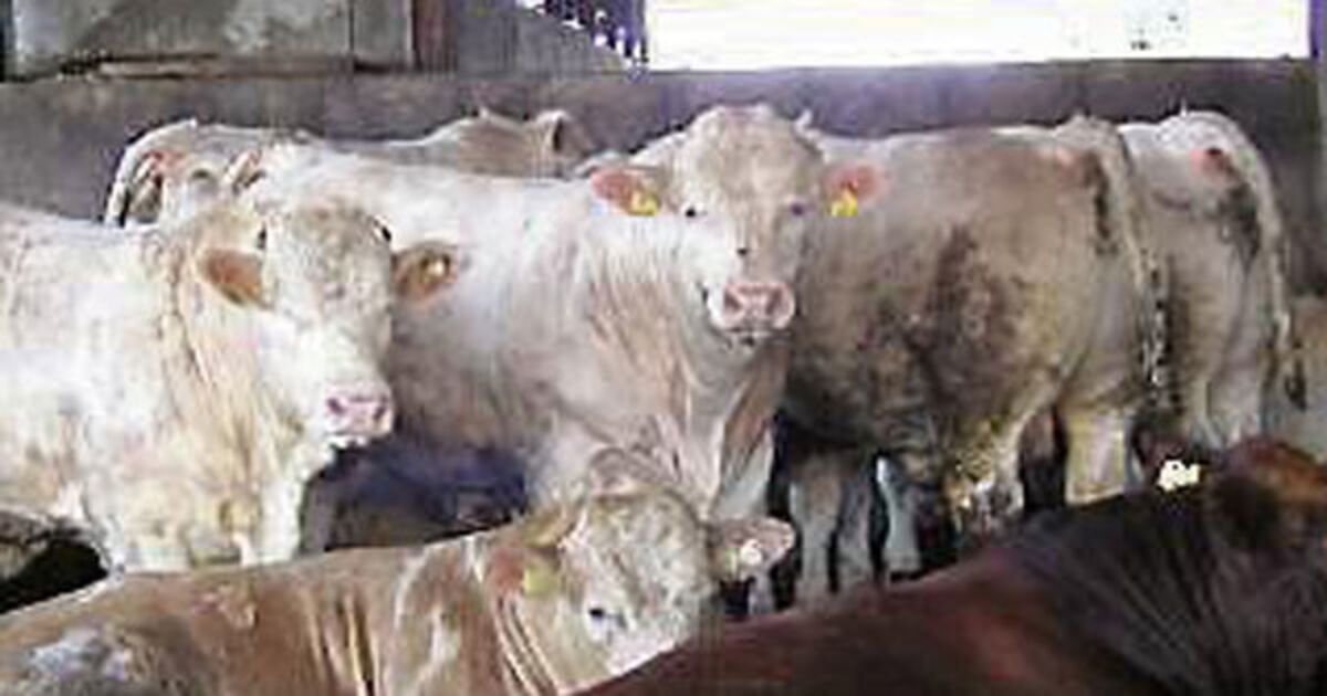 Irish beef exports to Germany up 24%