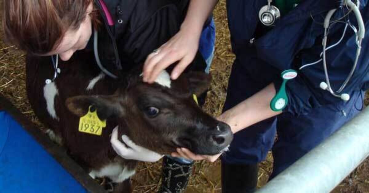 Genotyping pays off four to one: ICBF