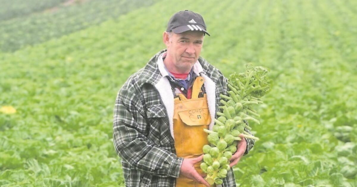 Christmas can be crazy when you're a brussels sprout farmer