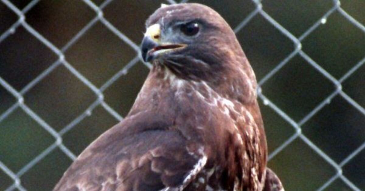 Anger over ‘misleading’ reports on buzzard attacks