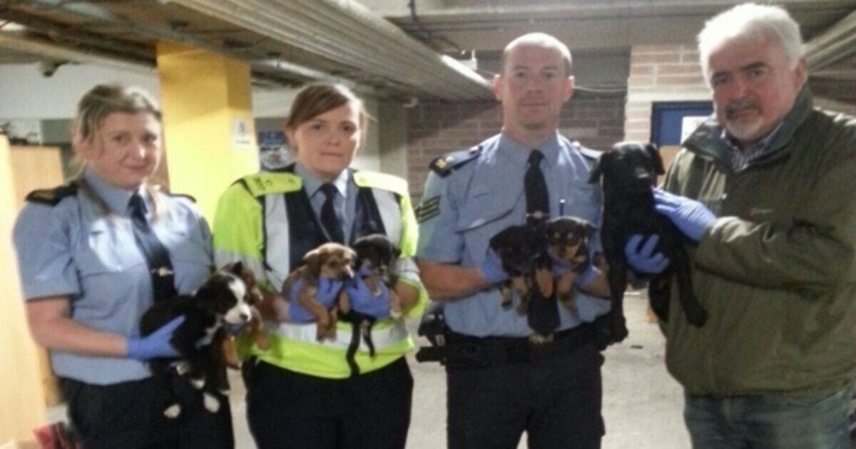 Crackdown on puppy trafficking leads to seizure of 60 dogs