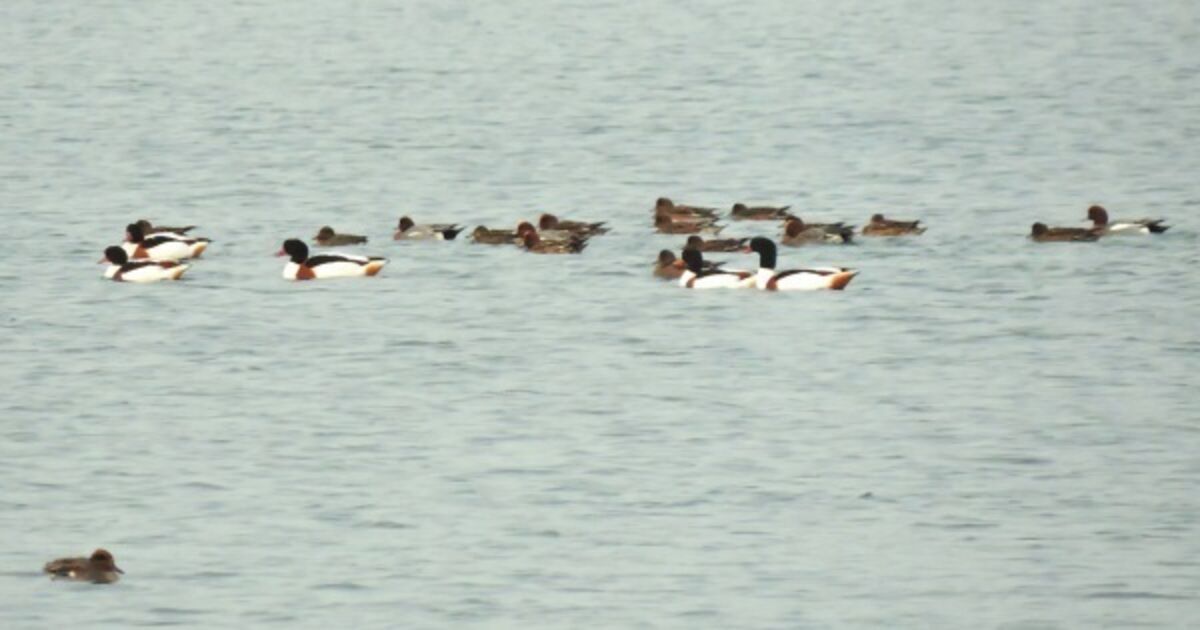 Ducks delight in glare of the supermoon