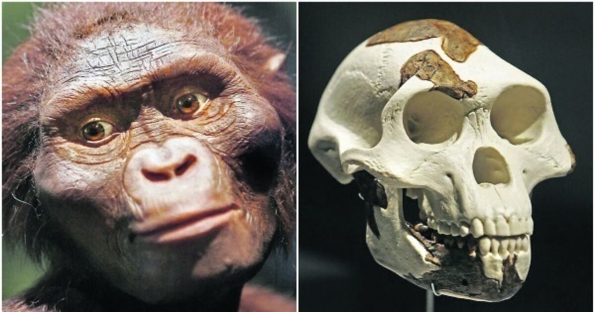 How did Lucy, the famous female of prehistoric times, die?