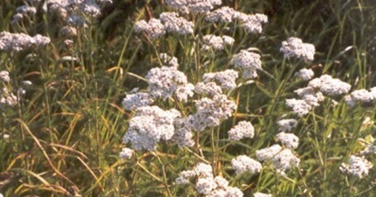 Nature Table: Yarrow