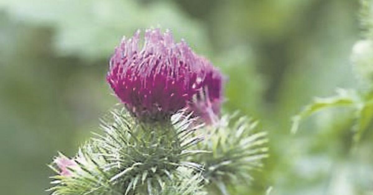 Nature Table: Thistle