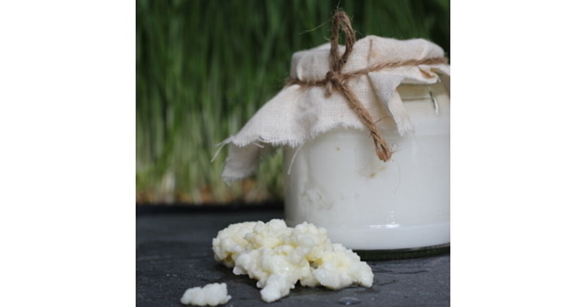 Kefir ferments easy to make and great for your gut