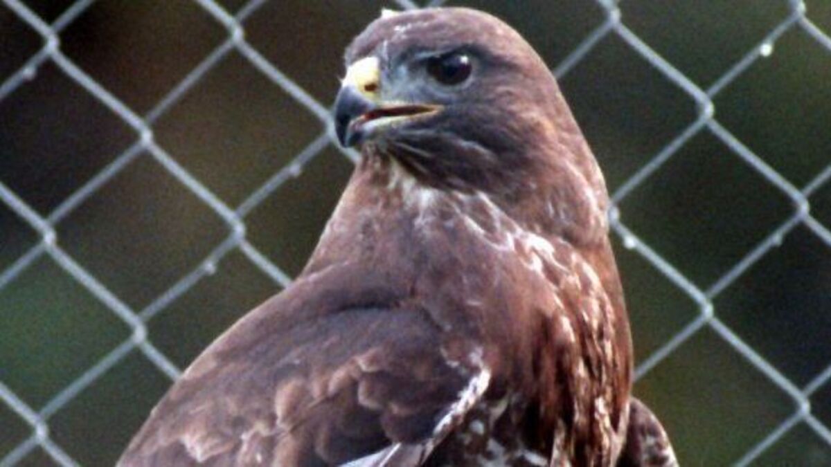 Taking a closer look at Ireland's buzzards