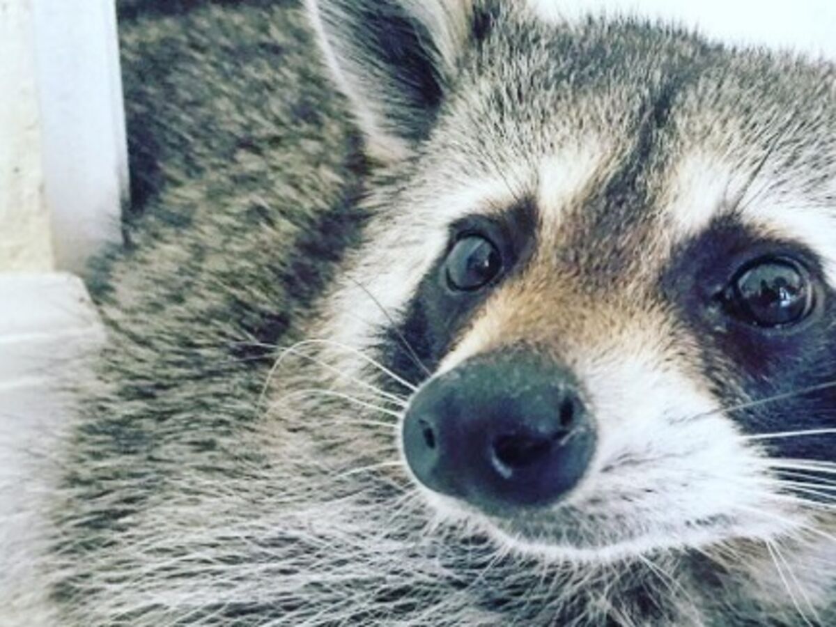 Are Raccoons Cats Or Dogs