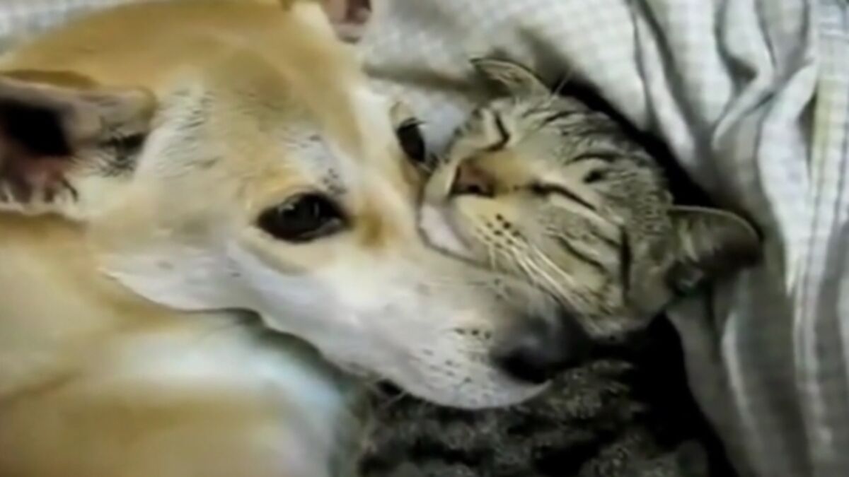 Cat Dog Hug Gif
