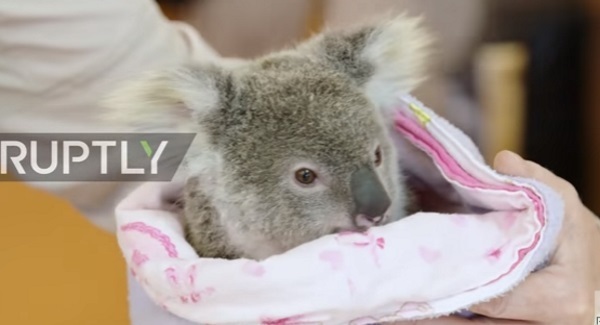 WATCH this orphaned koala bear cling to his carer and teddy bear