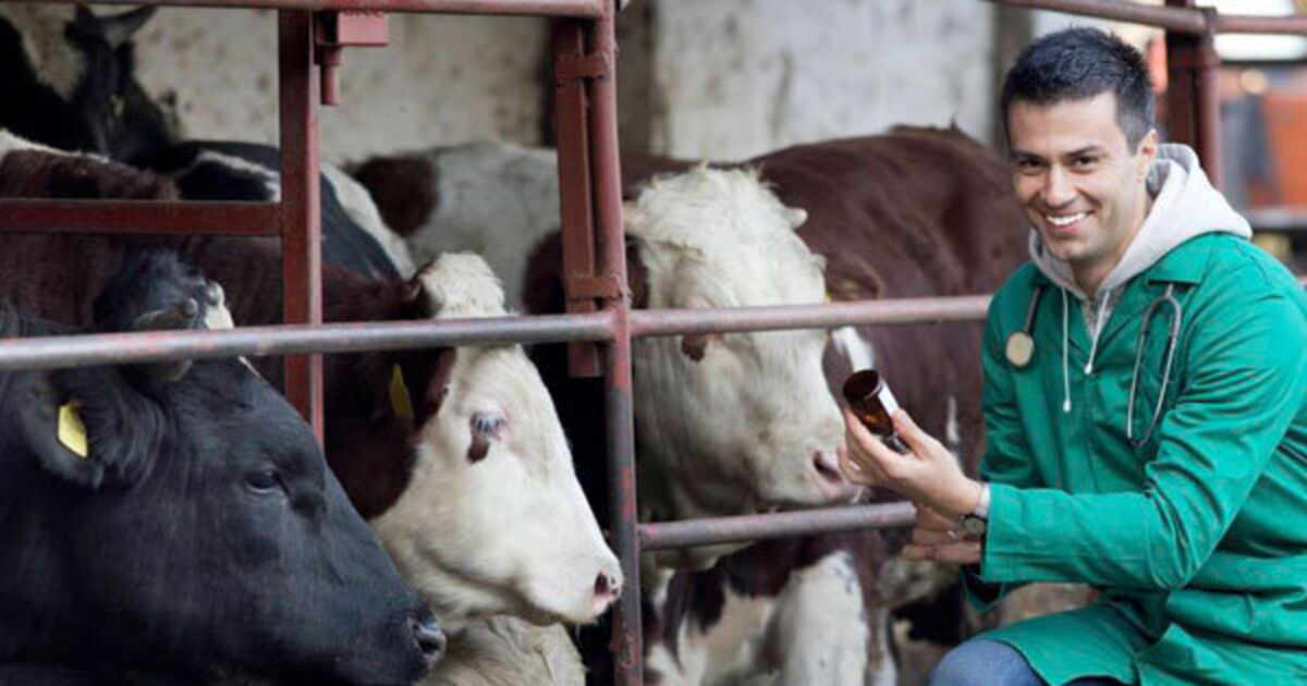 Karen Walsh: Negotiate before contemplating a veterinary negligence case