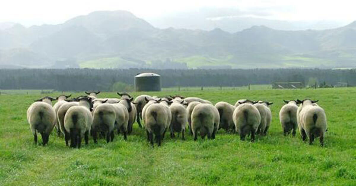 Stephen Cadogan: Only 66% response to sheep scheme opportunity