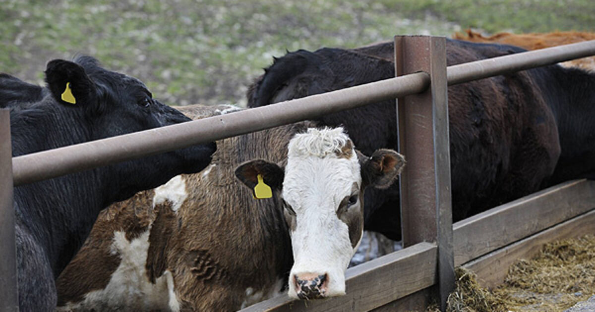 Stephen Cadogan: Respected environmentalist on the side of the livestock