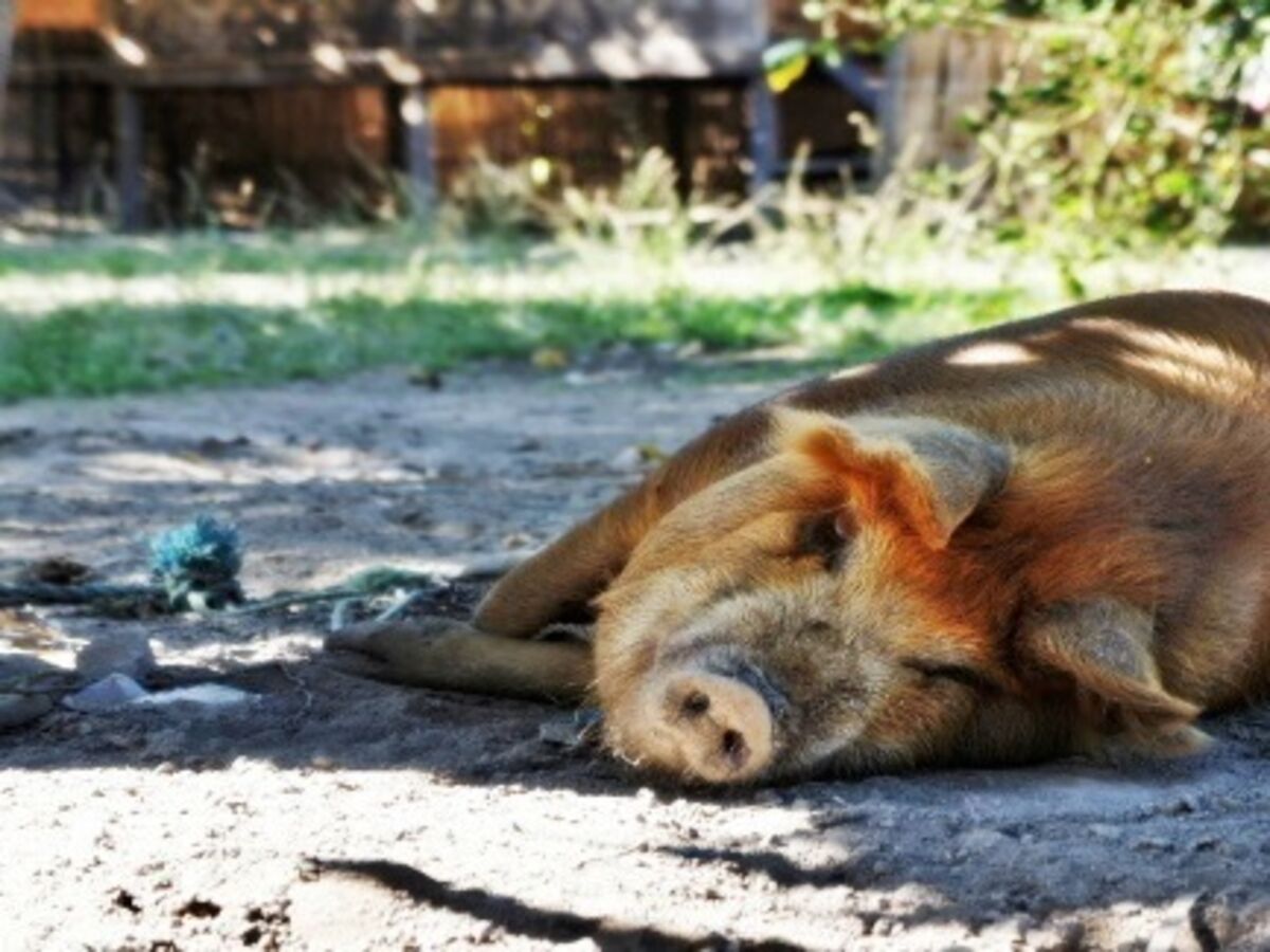 Are Pig Years Like Dog Years