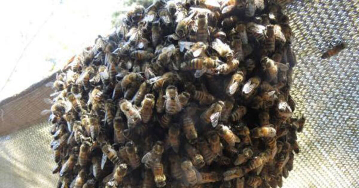 Teagasc highlights bee plight