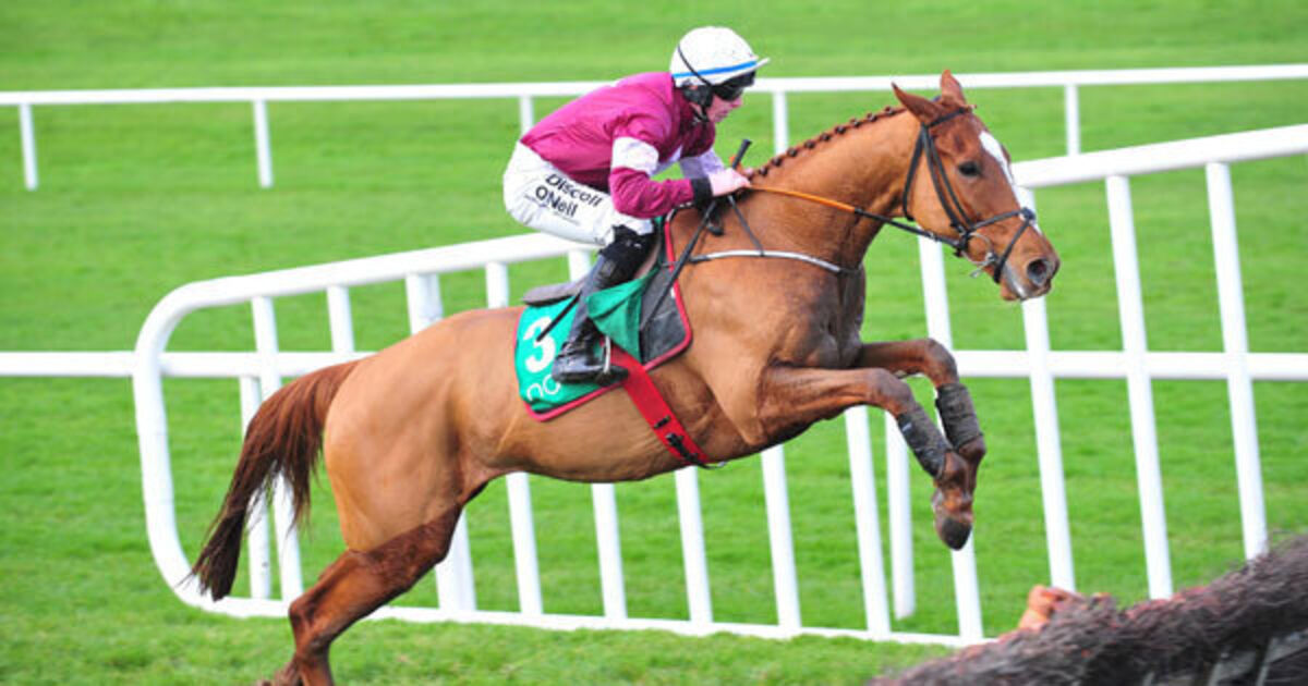 He's the most hyped horse since Golden Cygnet, but Samcro justifies the ...