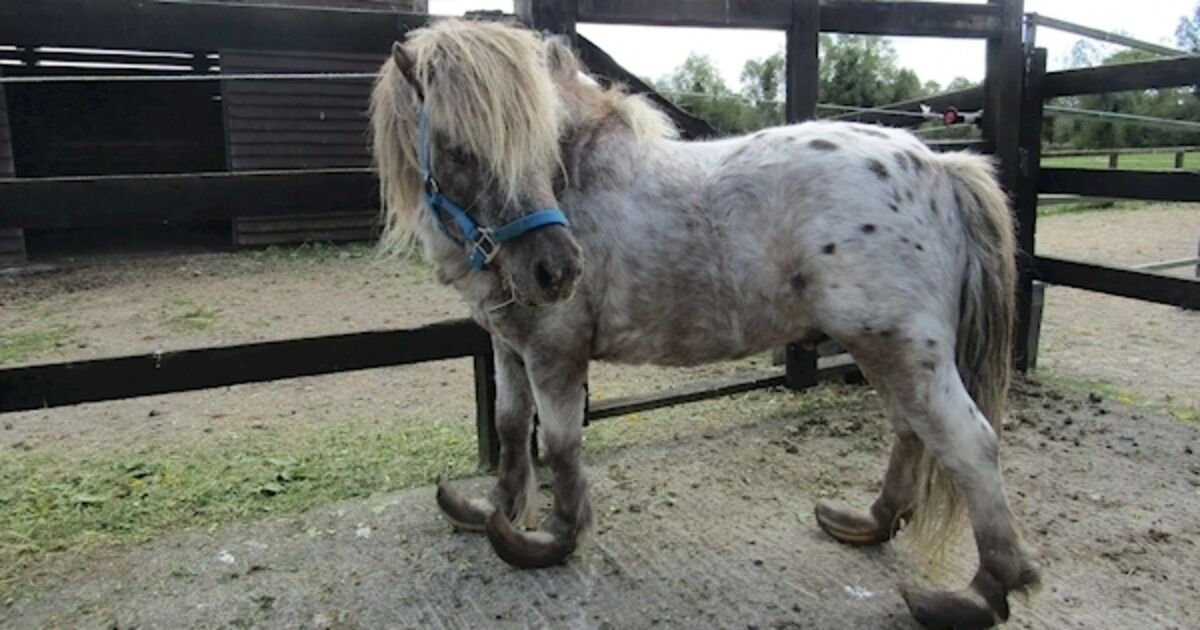 ISPCA rescue Shetland pony that 'struggled to walk' with 'horrifically ...