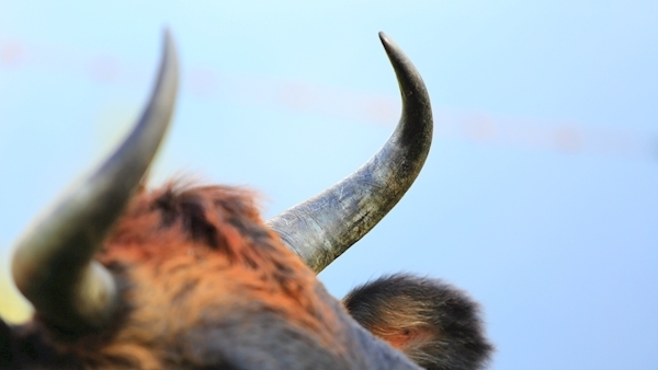 Judge told he is qualified to hear 'infertile bull' case as he knows ...