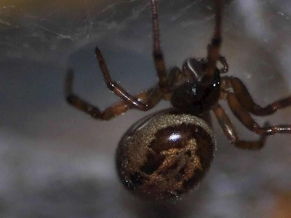 False Black Widow Spider Images
