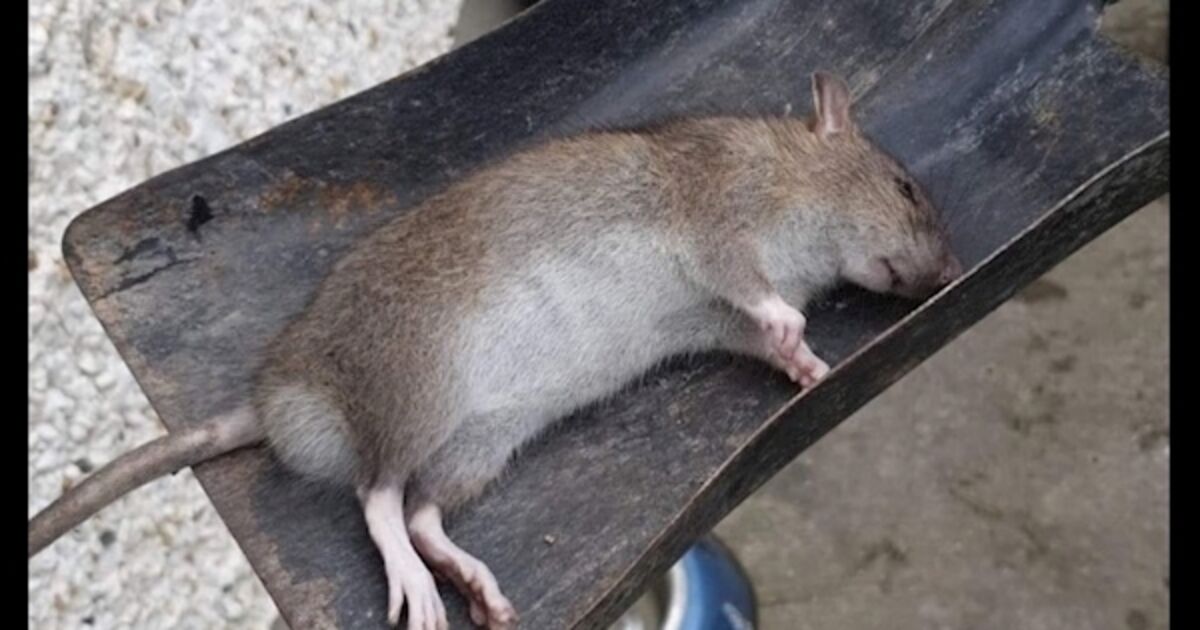 Louth residents terrified by rats 'size of shovels' in housing estate ...