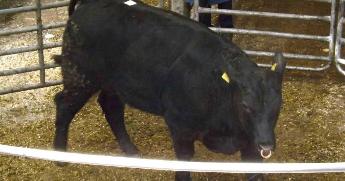 Message to Minister Cowen: Bring back the suckler cow subsidies of 25 ...