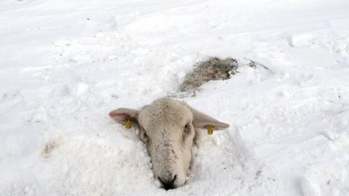 3,000 dead animals found after snow in the North