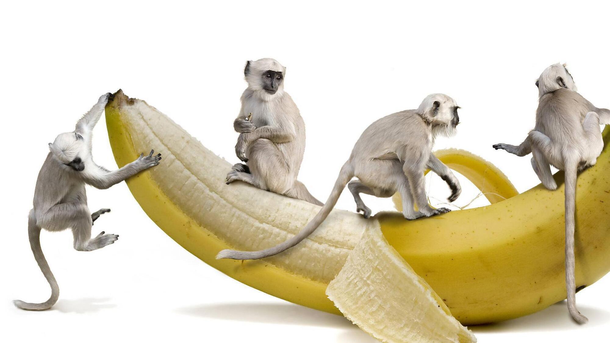 Eat like an animal: Follow your gut instinct to reach your ideal weight