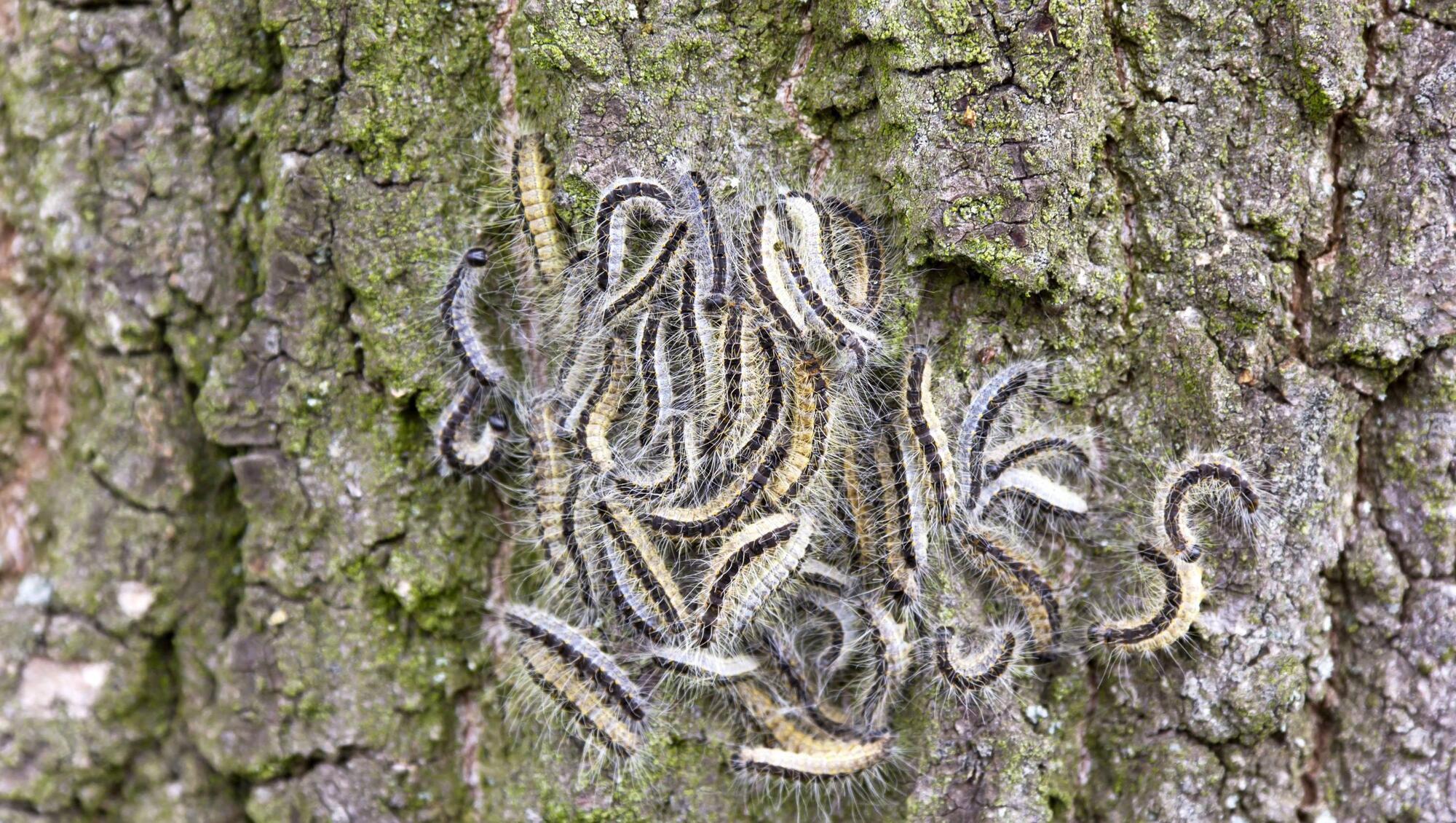 Oak processionary moth caterpillar warning