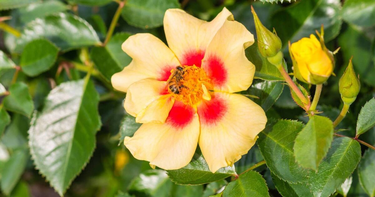Exotic roses in full bloom on our doorsteps