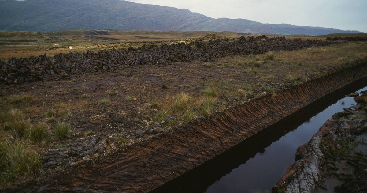 The plan to restore and replant Ireland's Wild Atlantic bogs