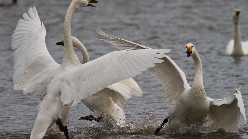 They swan about but can be aggressive and territorial