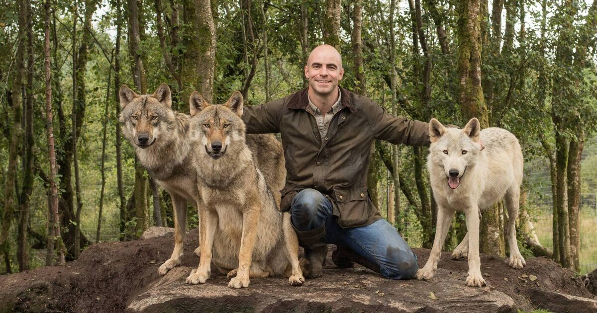 Thursday TV Highlights: Re-introducing wolves to Ireland, and Two ...