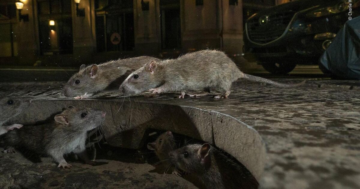 Pest control officers visiting 70 premises a day to deal with rat ...