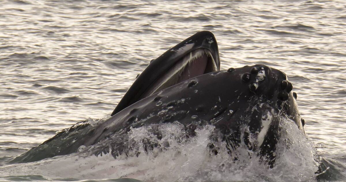 Study to provide glimpse into secret world of whales and dolphins off ...