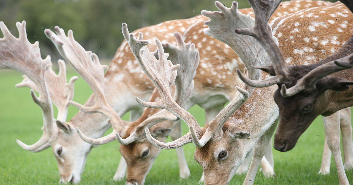 Anger and frustration over deer permit delay