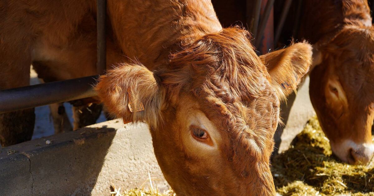 Fourth Beef Task Force meeting takes place