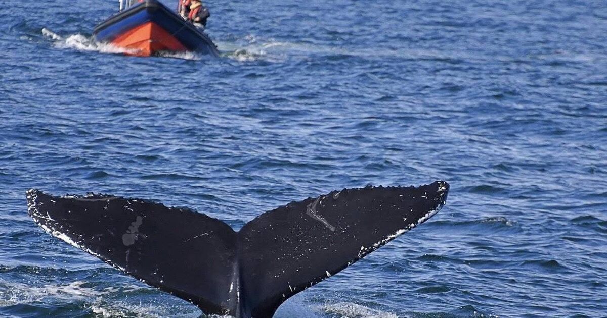 Padraig Hoare: Overfishing of oceans is unsustainable