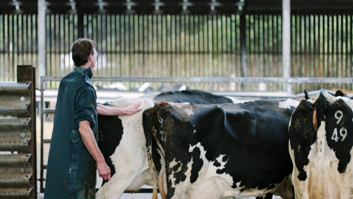 Dairy Focus: You may be eligible for a free dry cow consultation
