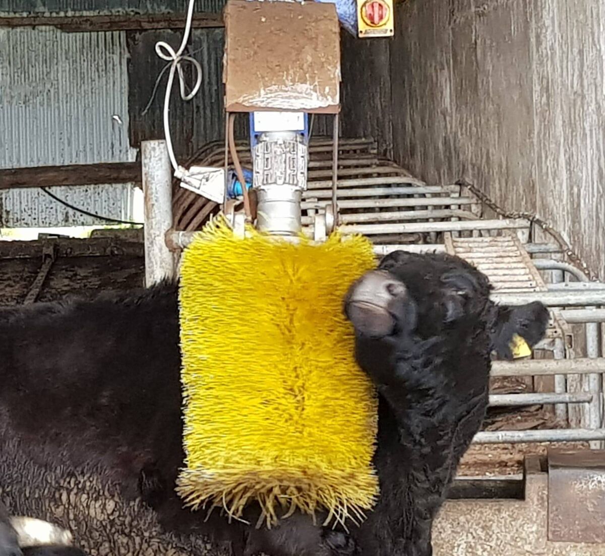The Cork farmer supplying the most desirable meat in the world
