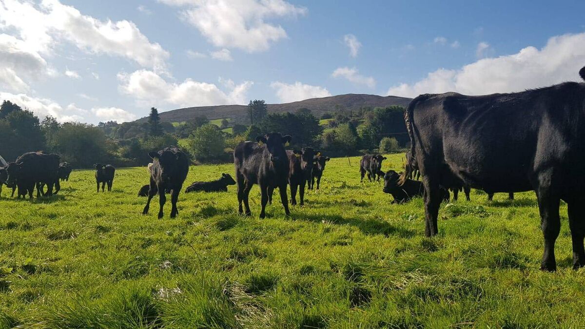 The Cork farmer supplying the most desirable meat in the world
