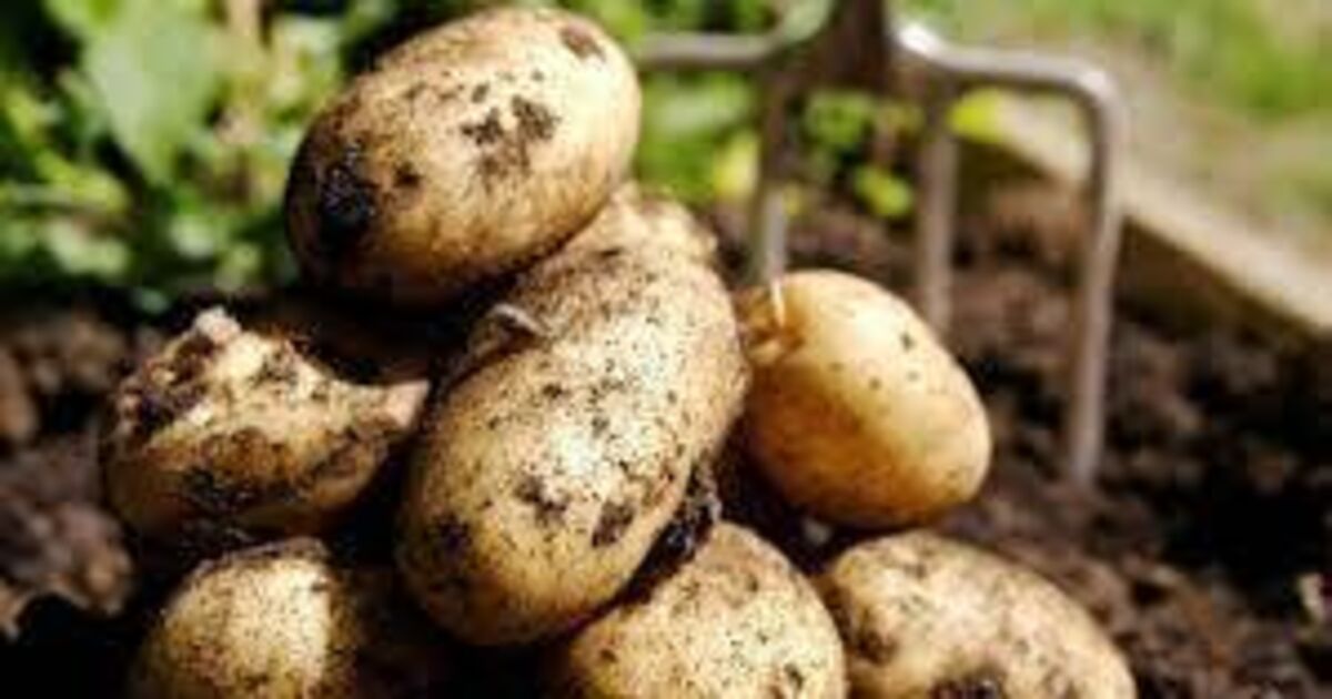 The Irish spud: Planting seeds across the globe