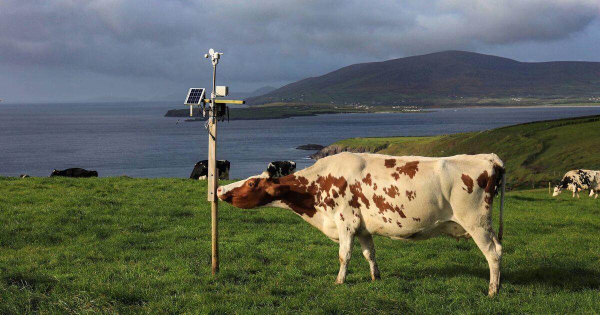 Dairy industry saves the day with a 6% increase in exports