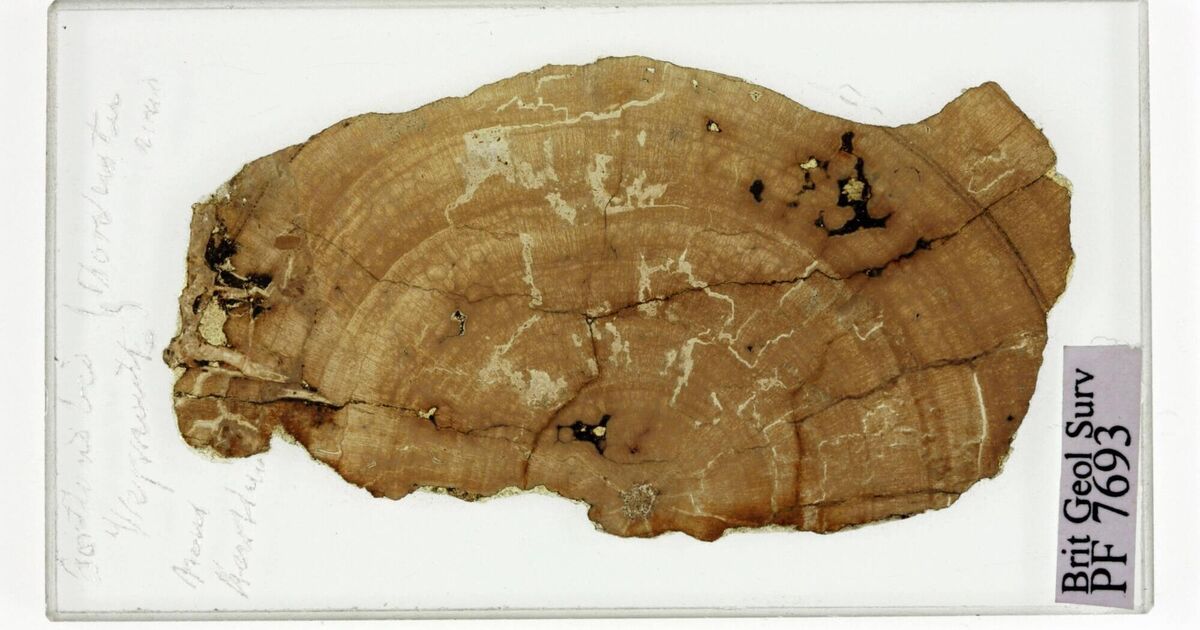 Appliance of Science: When is a fossil not a fossil?