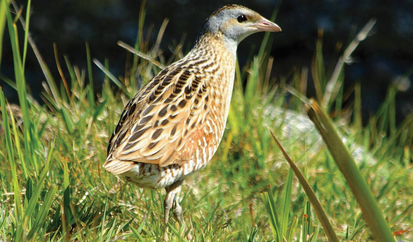 Corncrake calls out to Ireland to nurture our ailing environment