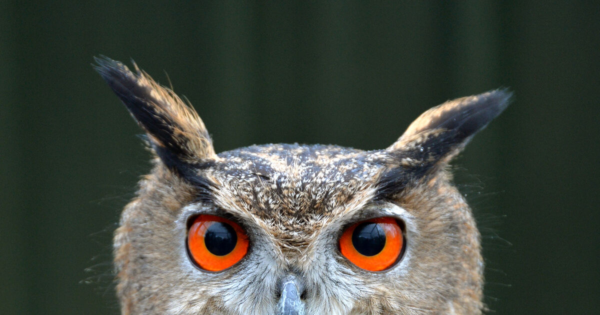 Light pollution can have an effect on birds