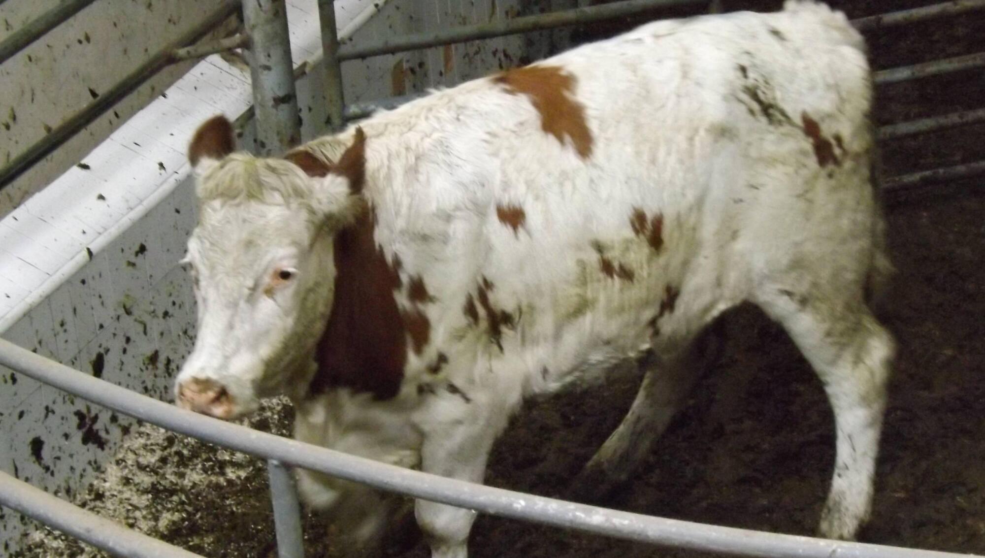 MartEye: Keeping close eye on all the ringside action