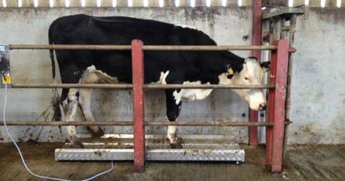 32,000 to take part in dairy calf weighing scheme